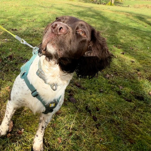 And finally… Springer spaniels | Scottish Construction Now