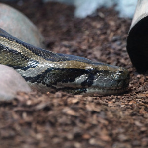 And finally… Builders find 14ft python near Greenock pub | Scottish ...