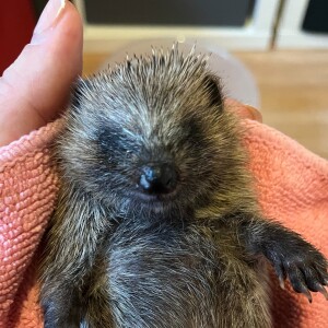And finally… Local hedgehogs supported by Bellway | Scottish ...