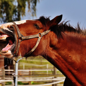 And finally… After the horse has bolted | Scottish Construction Now